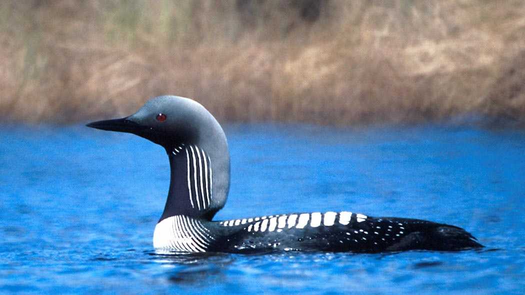 Rare bird alert: Pacific loon spotted