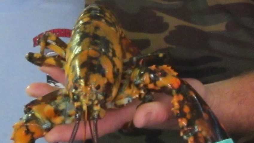 Photos: Rare calico lobster caught