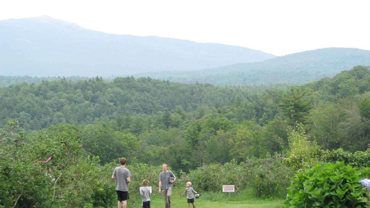 Photos: Monadnock berries