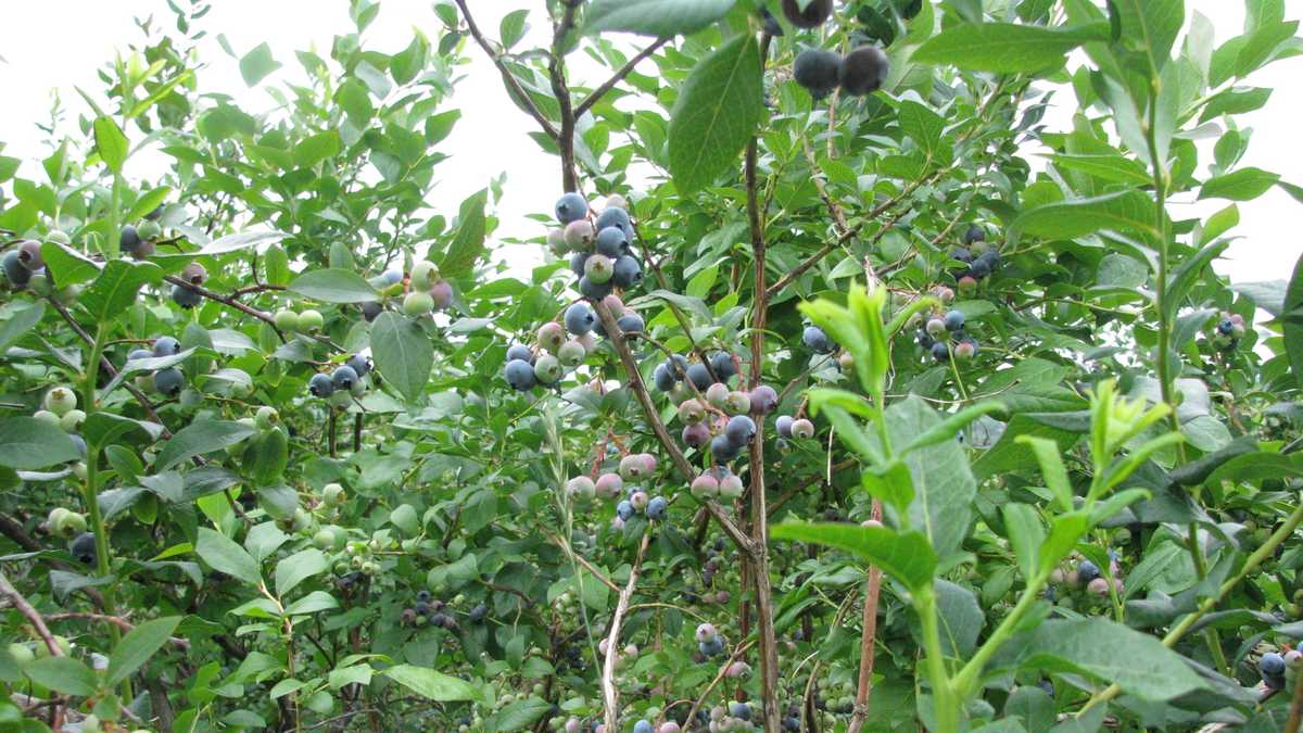 Photos: Monadnock berries