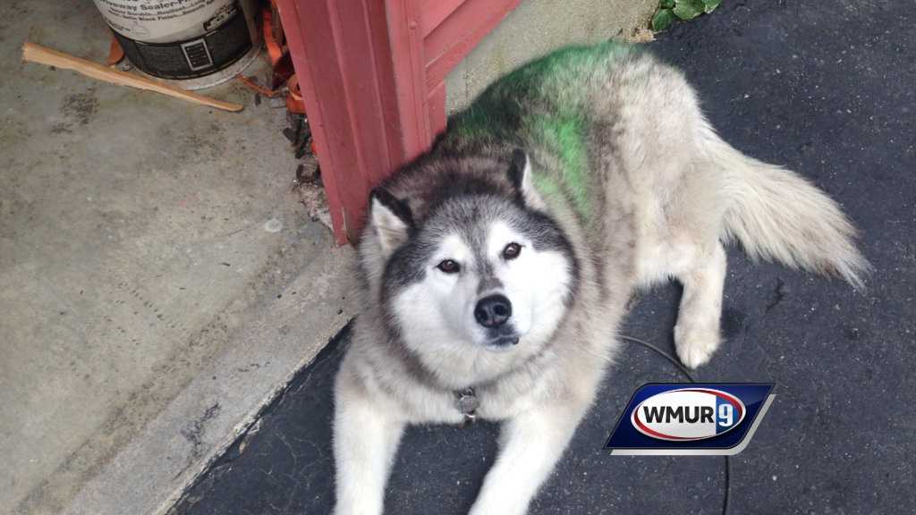 Photos: Weare man's dog spray-painted
