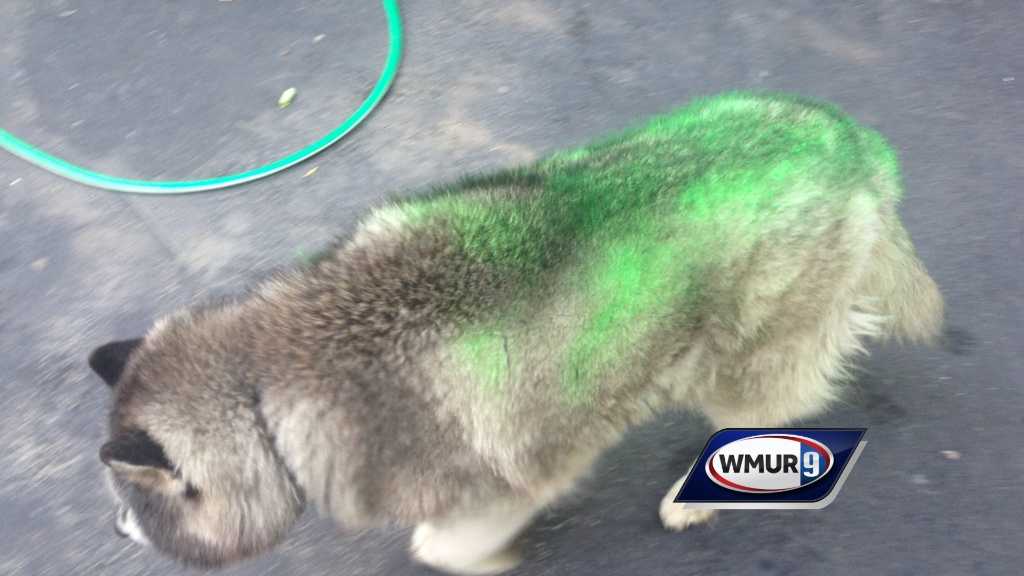 Photos: Weare man's dog spray-painted