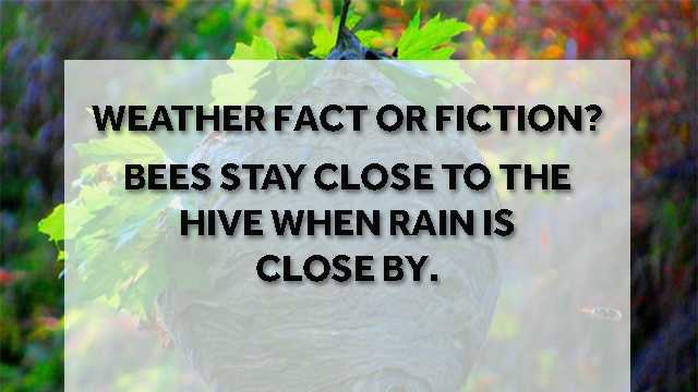 Weather folklore: Is it fact or fiction?