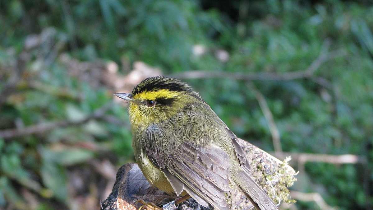 Learn how to band birds on their migratory route