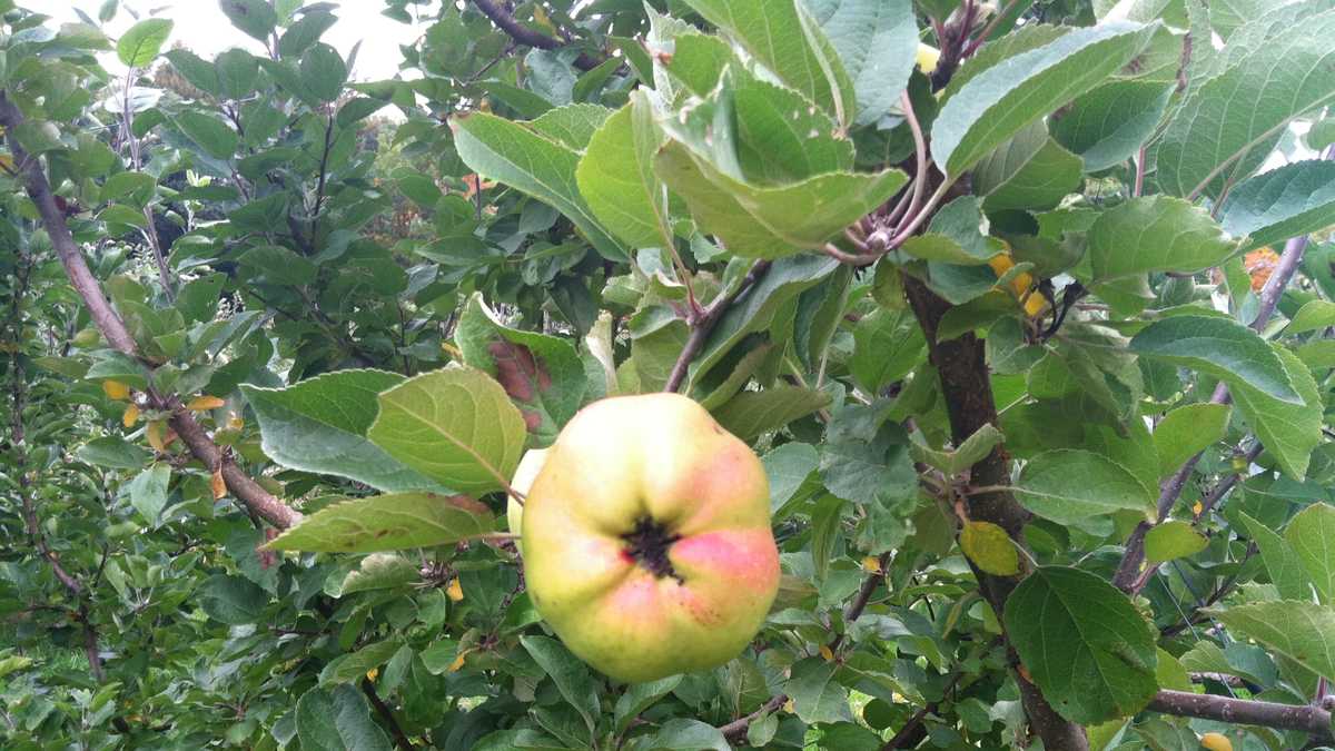 Photos: Uncommon apples at Lebanon orchard