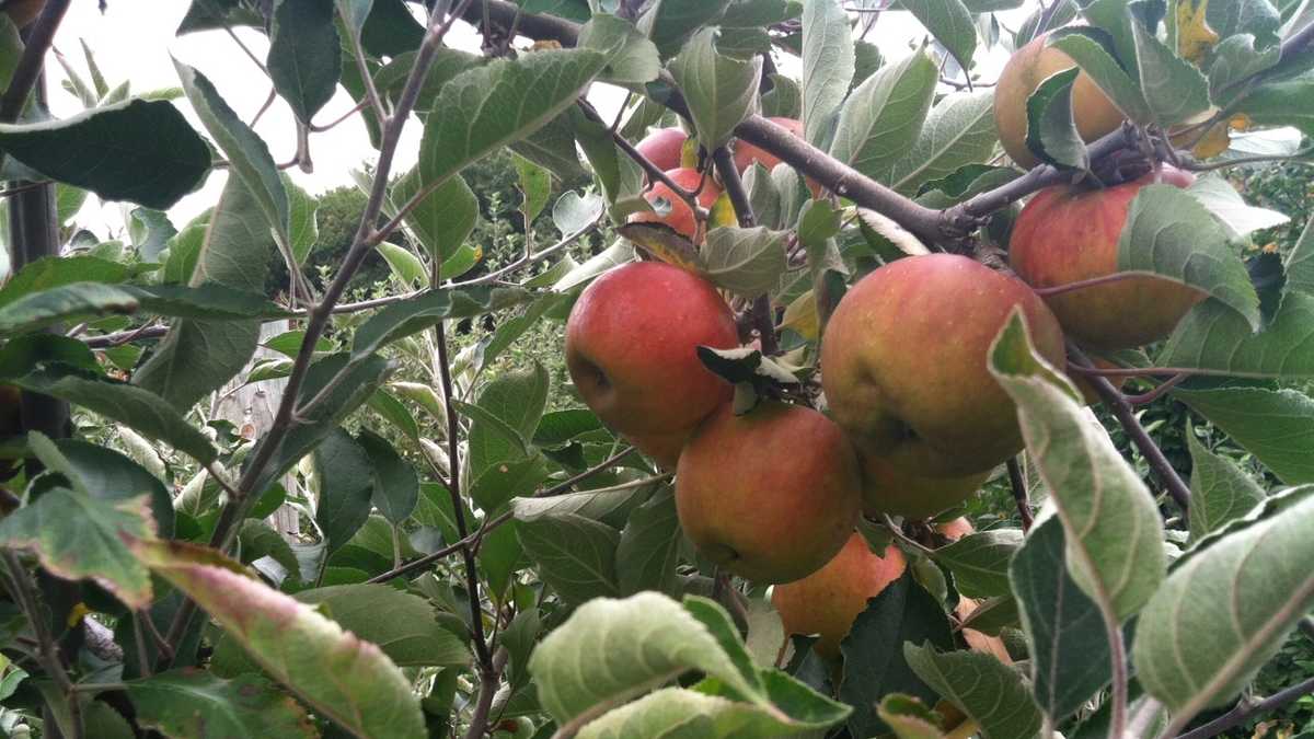 Photos: Uncommon apples at Lebanon orchard