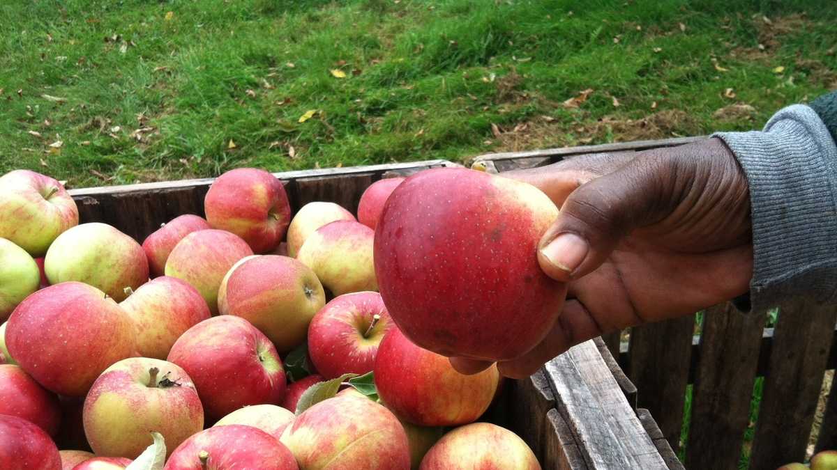 Photos: Uncommon apples at Lebanon orchard