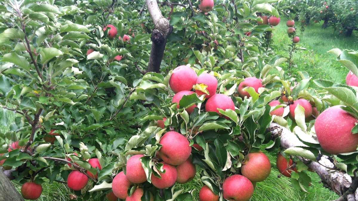 Photos: Uncommon apples at Lebanon orchard