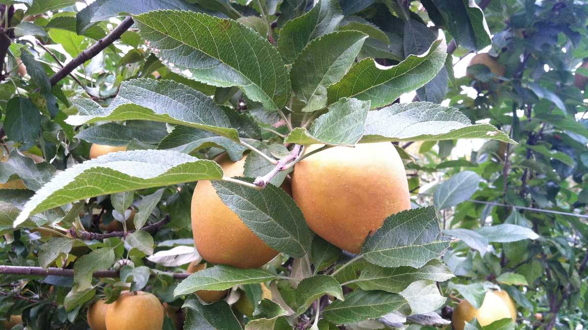 Photos: Uncommon apples at Lebanon orchard