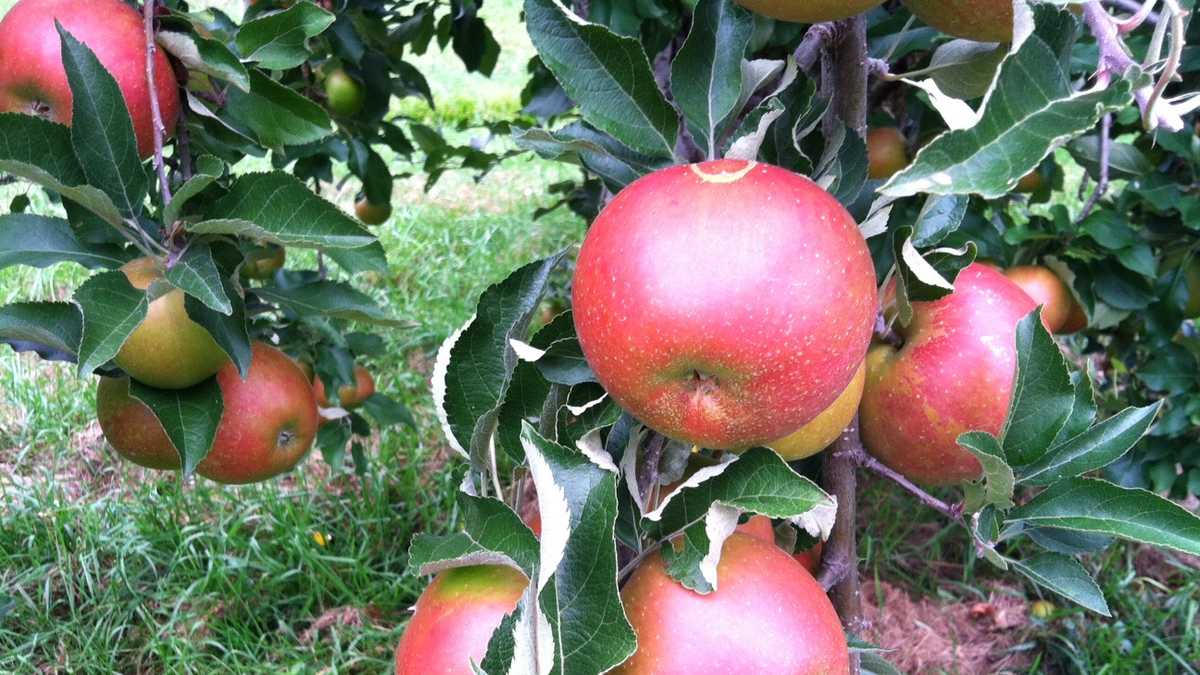 Photos: Uncommon apples at Lebanon orchard