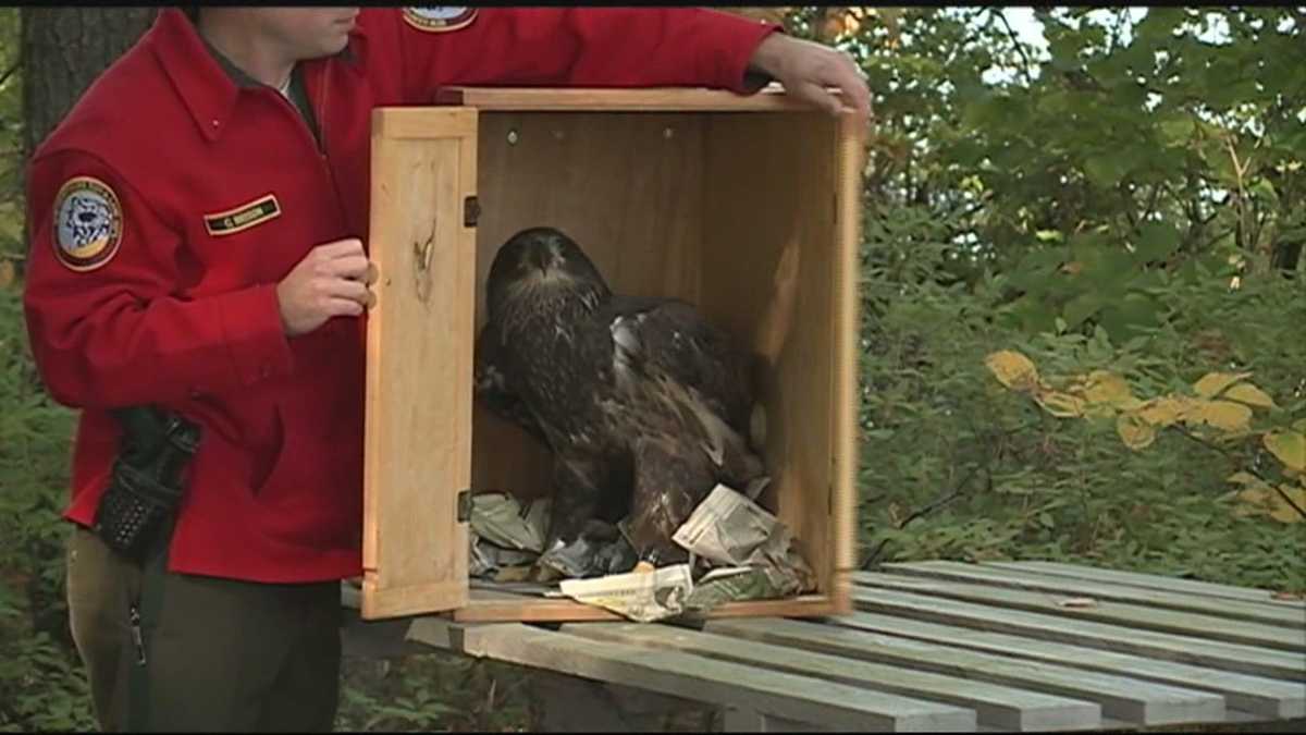Rehabilitated eagle released back into wild