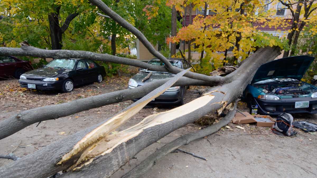 1 injured after tree crushes car in Manchester