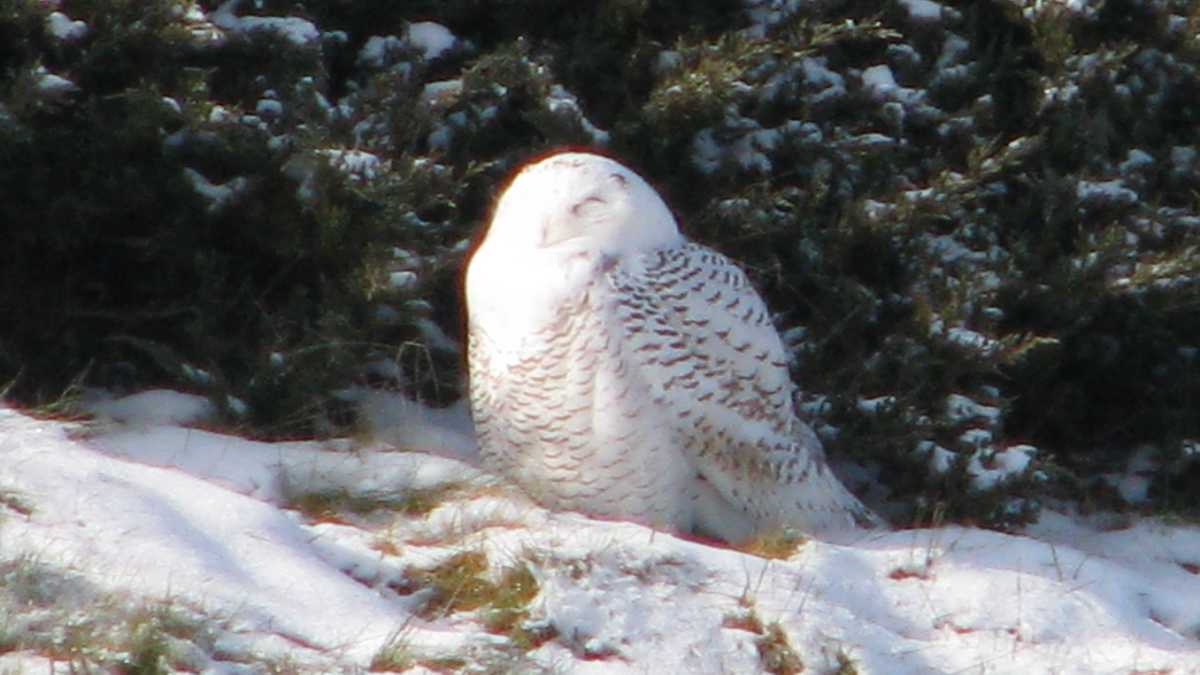 Rare bird alert: Snowy owl spotted for first time this season
