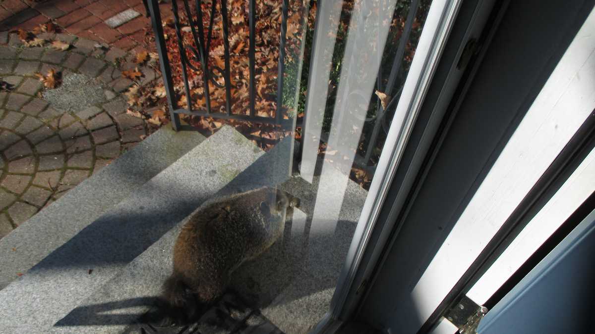Hampton couple menaced by aggressive groundhog