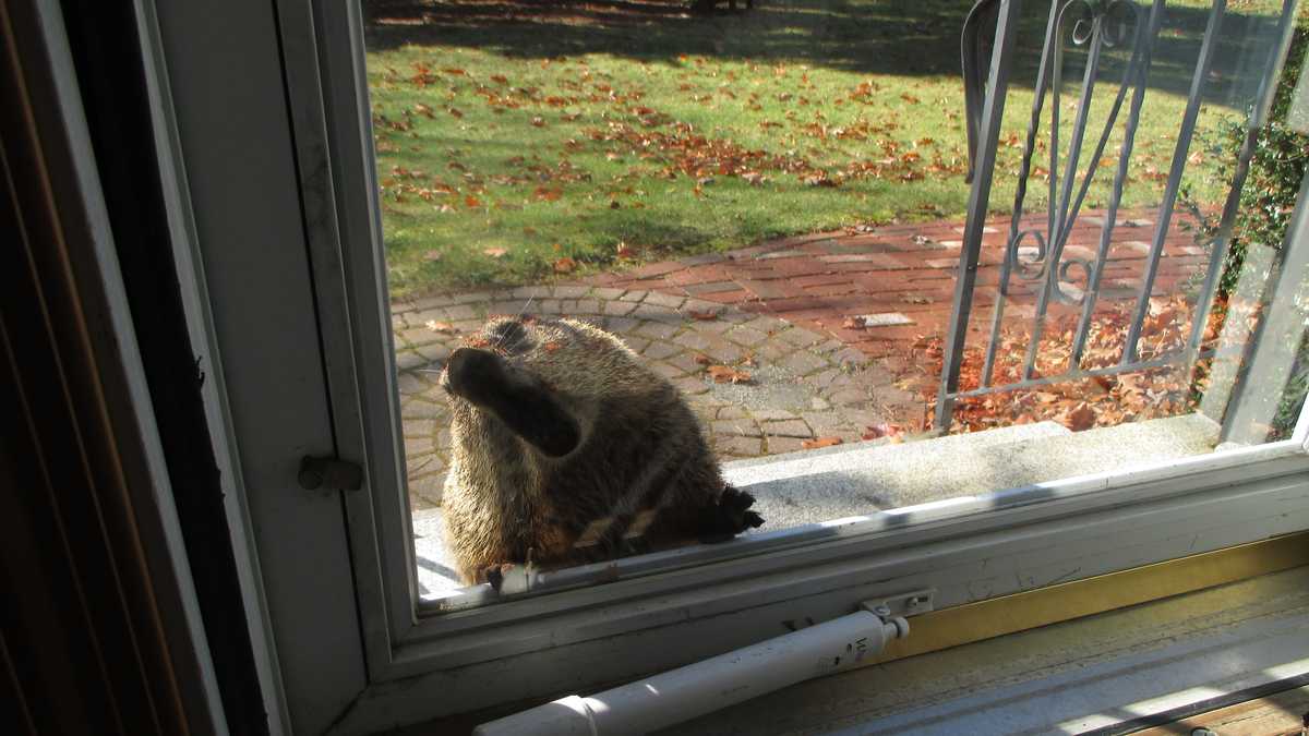 Hampton couple menaced by aggressive groundhog
