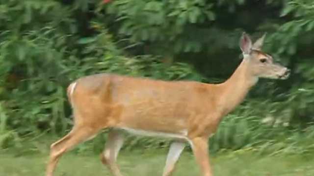 NH deer hunting season off to slower start than last year