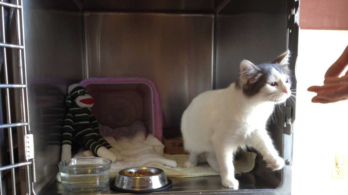 Photos: New Mexico cat found in Maine