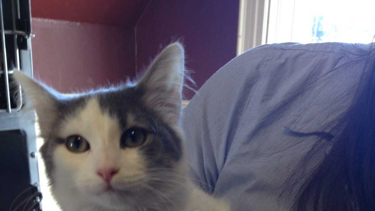 Photos: New Mexico cat found in Maine