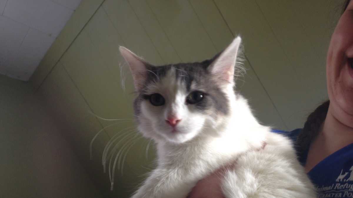Photos: New Mexico cat found in Maine