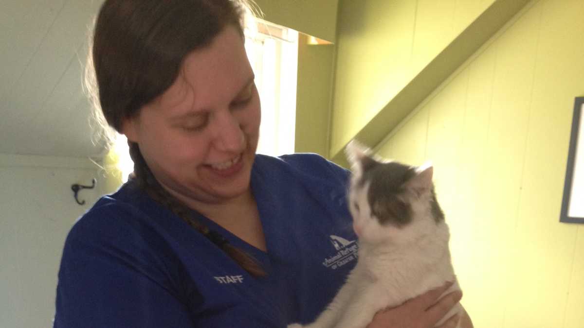 Photos: New Mexico cat found in Maine