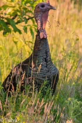 9 things you may not know about wild turkeys in NH