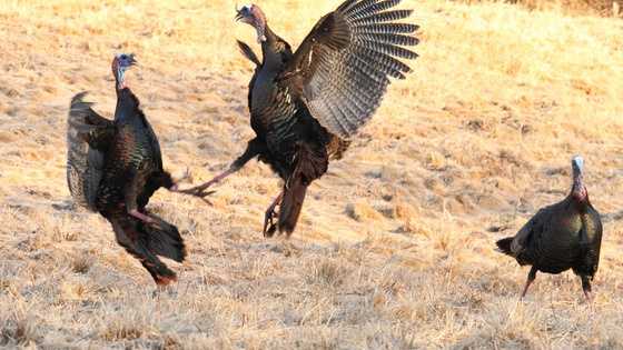 9 things you may not know about wild turkeys in NH