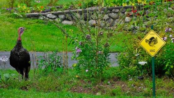 9 things you may not know about wild turkeys in NH