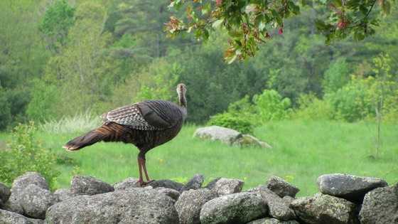 9 things you may not know about wild turkeys in NH