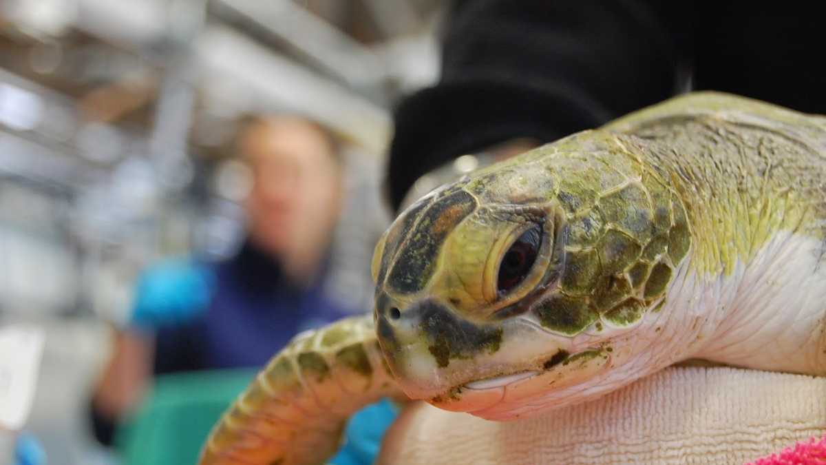 Stranded Cape Cod sea turtles to be flown to Florida