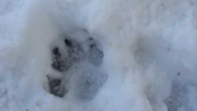 Is the wolf back in NH? Possible sighting reported in Madison