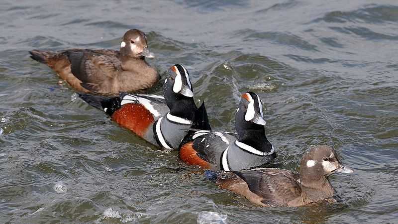 Rare bird alert: Rare ducks spotted off Seacoast