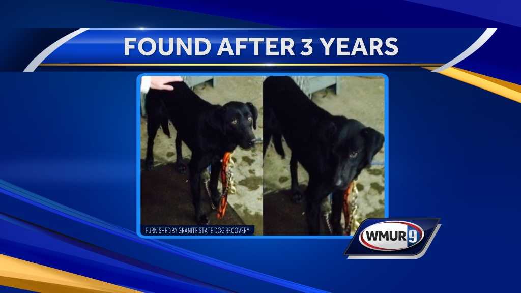 Lab on the run for years caught in snow