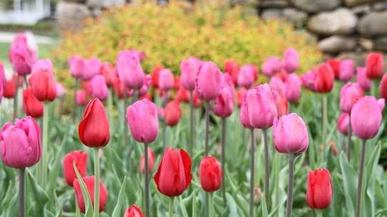 Countdown to spring in New Hampshire