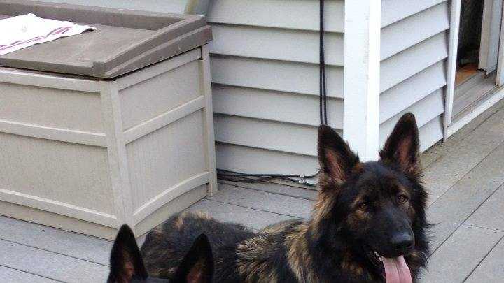 Volunteers search state park for missing German shepherds