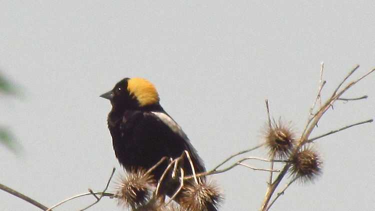 Rare bird alert: Pondicherry visit a birder's delight