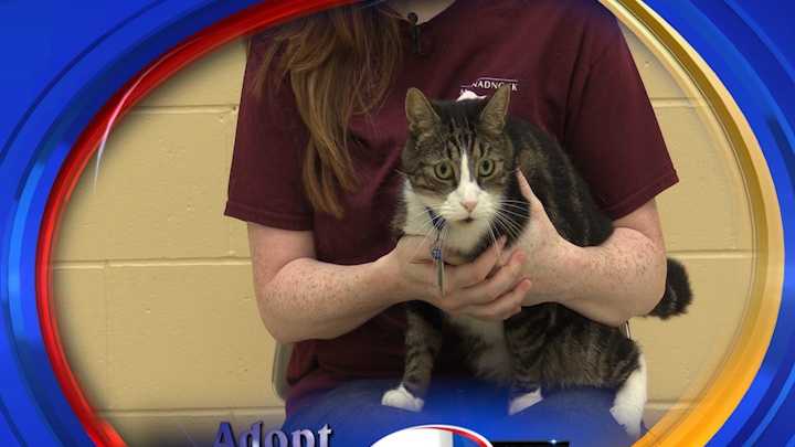 Adopt This Pet: Atticus