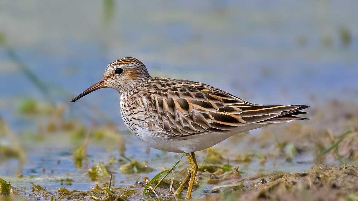 Arctic shorebird visits Rochester Water Treatment Plant