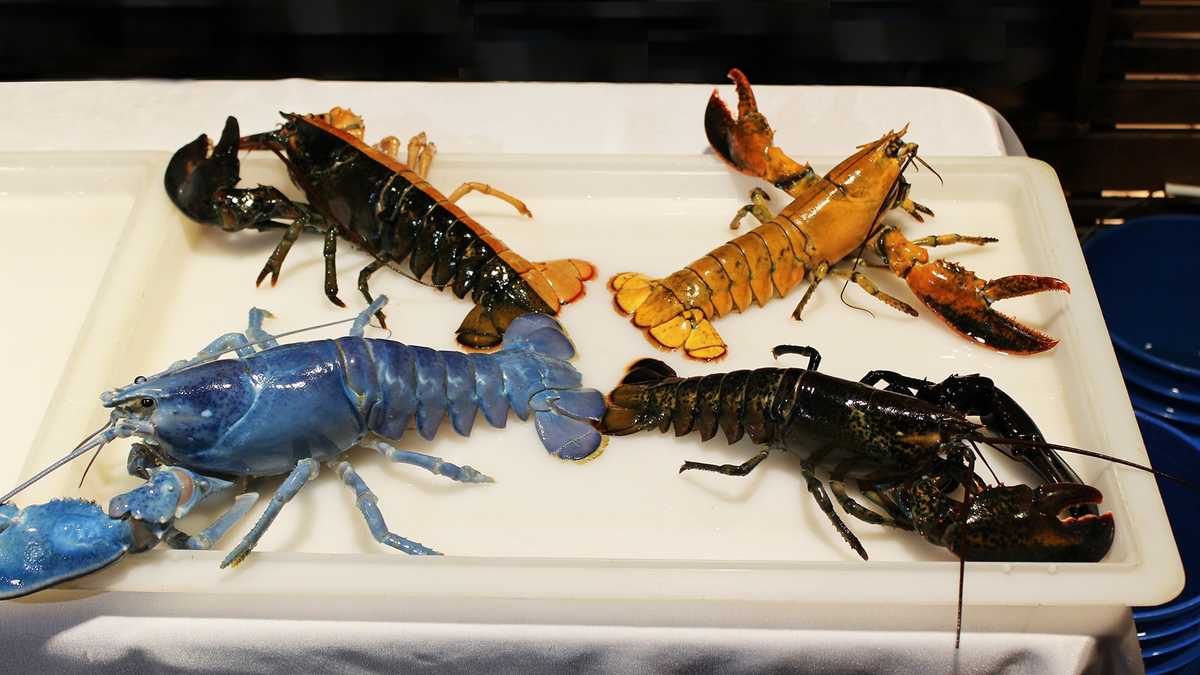 Images: Rare lobster joins exhibit at New England Aquarium