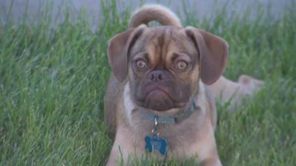 Grumpy puppy takes Facebook by storm