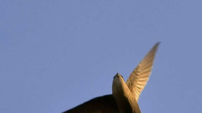 Chimney swifts cannot perch