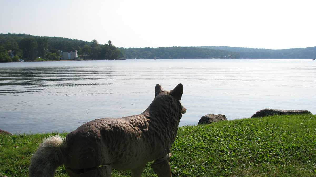 Pack of fake coyotes credited for keeping Meredith Harbor Walk clean