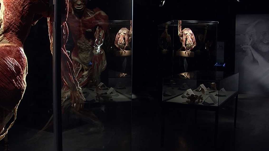 Photos: Exhibit uses real bodies to show human anatomy