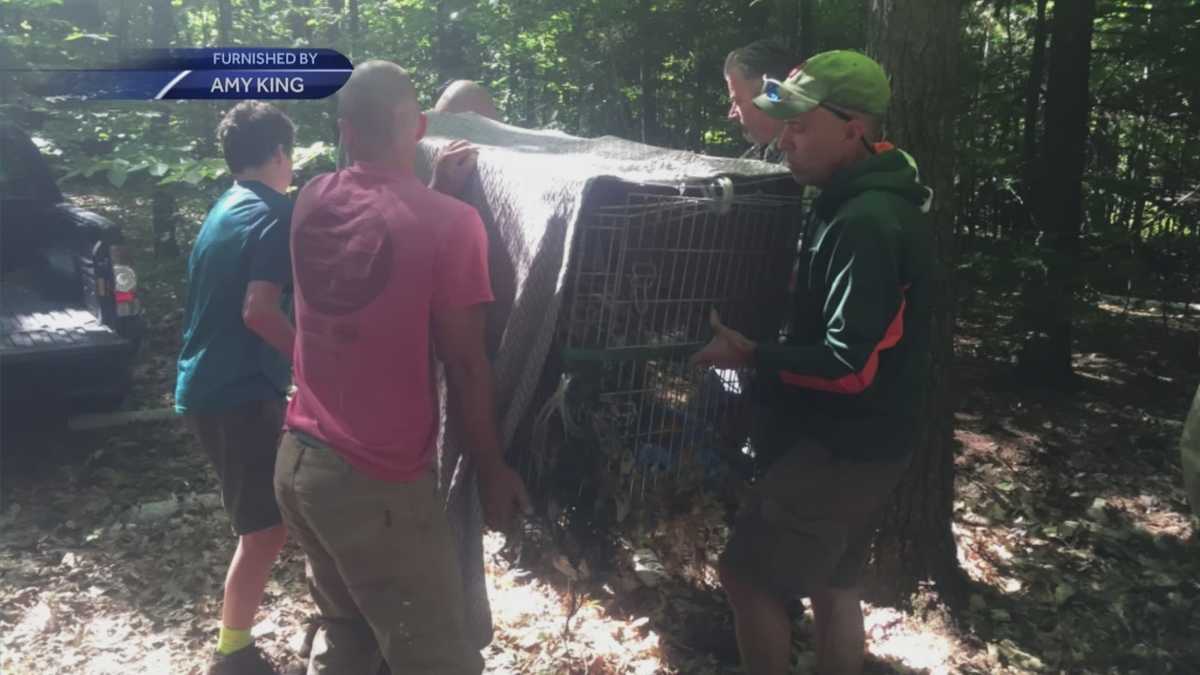 Elusive emu captured in Bow after a week on the loose