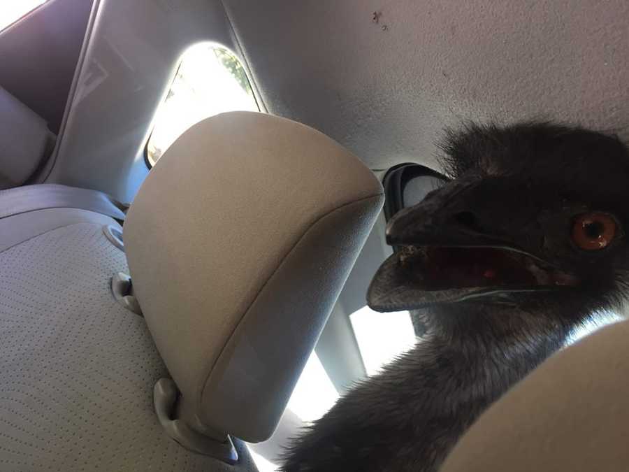 Escaped emu seen in Bow travels home to Vermont in Prius