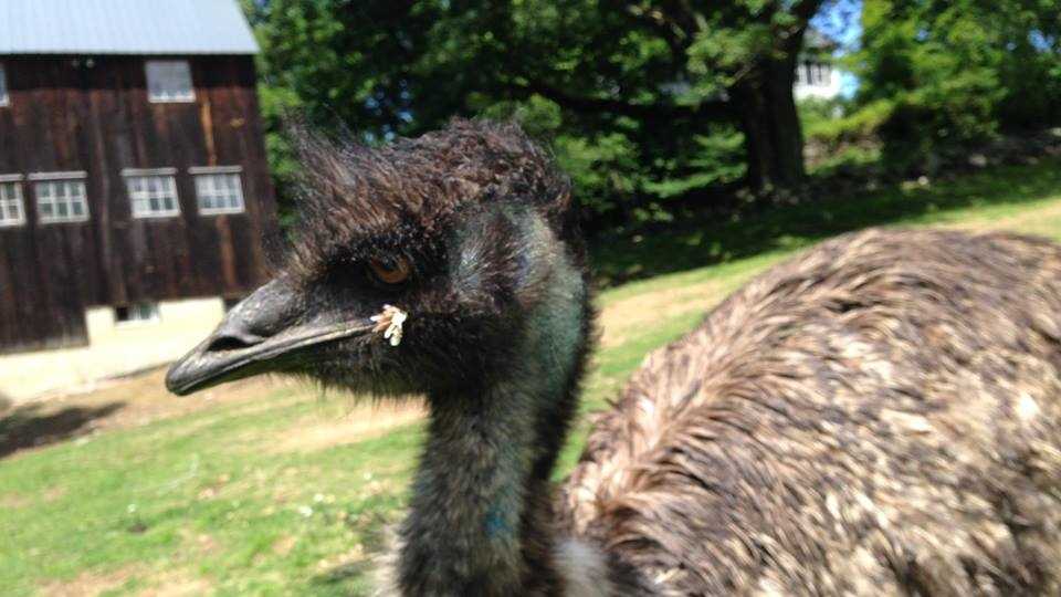 Escaped emu seen in Bow travels home to Vermont in Prius