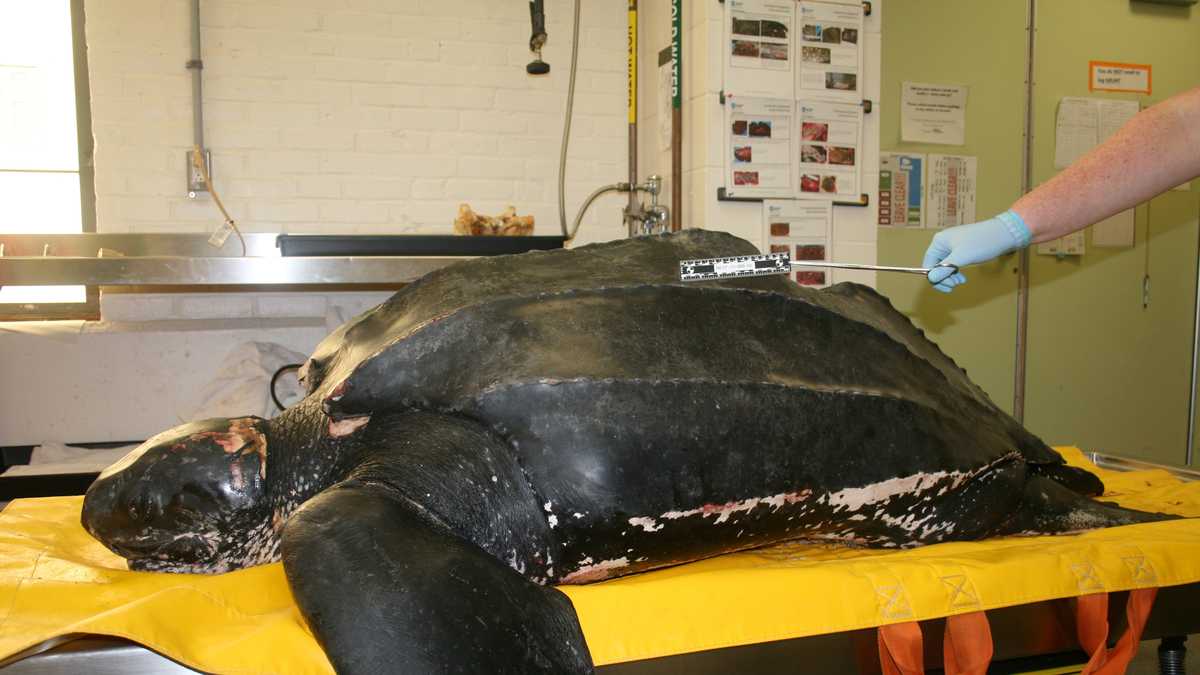 Aquarium: 400-pound sea turtle killed by three human hazards