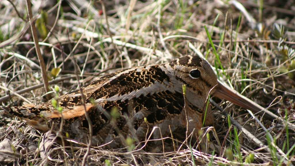 Woodcock migration information requested