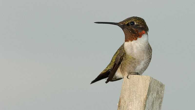 Hummingbirds make their way to New Hampshire