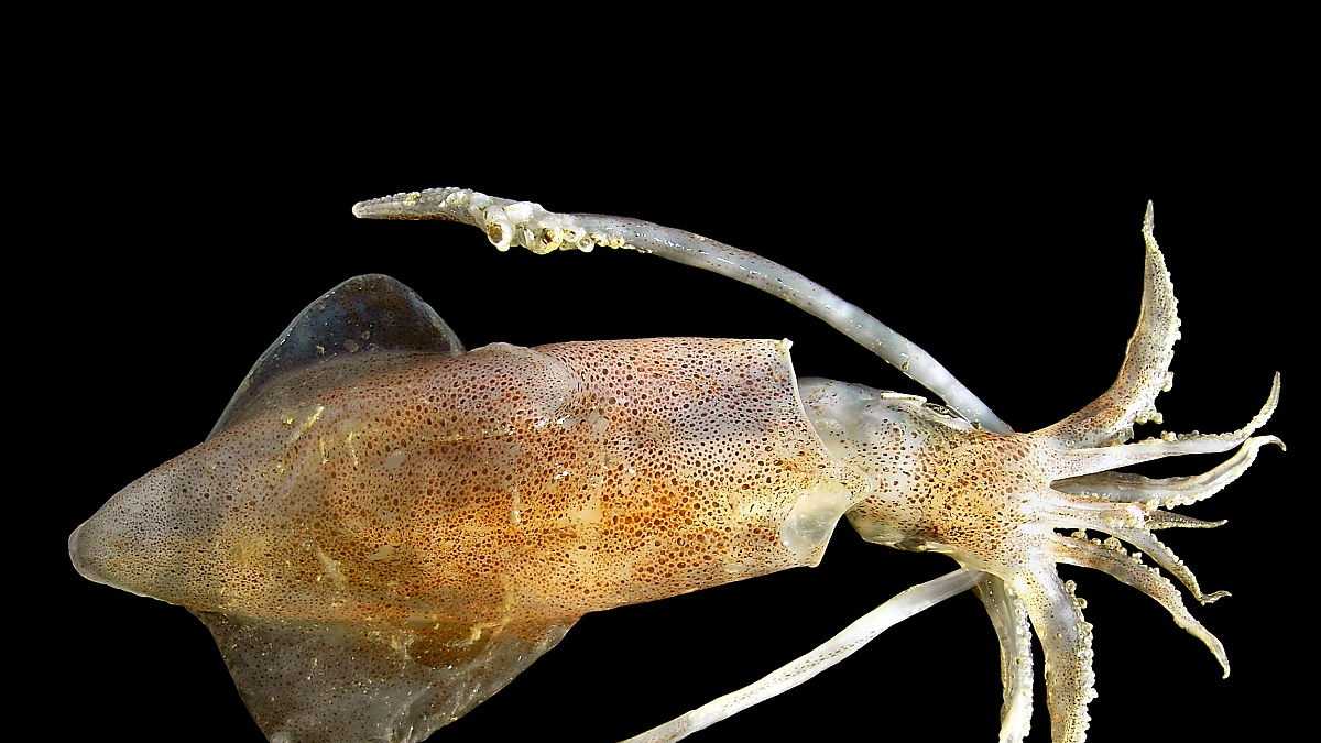 UNH researchers begin to understand squid camouflage