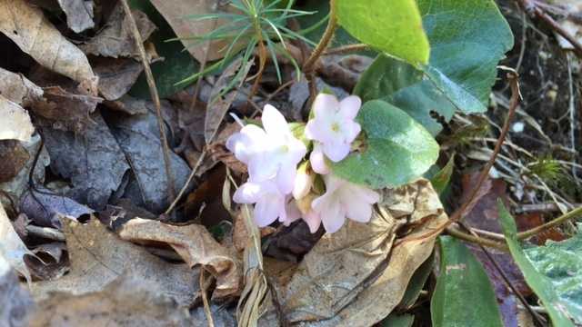 Mayflowers are in bloom